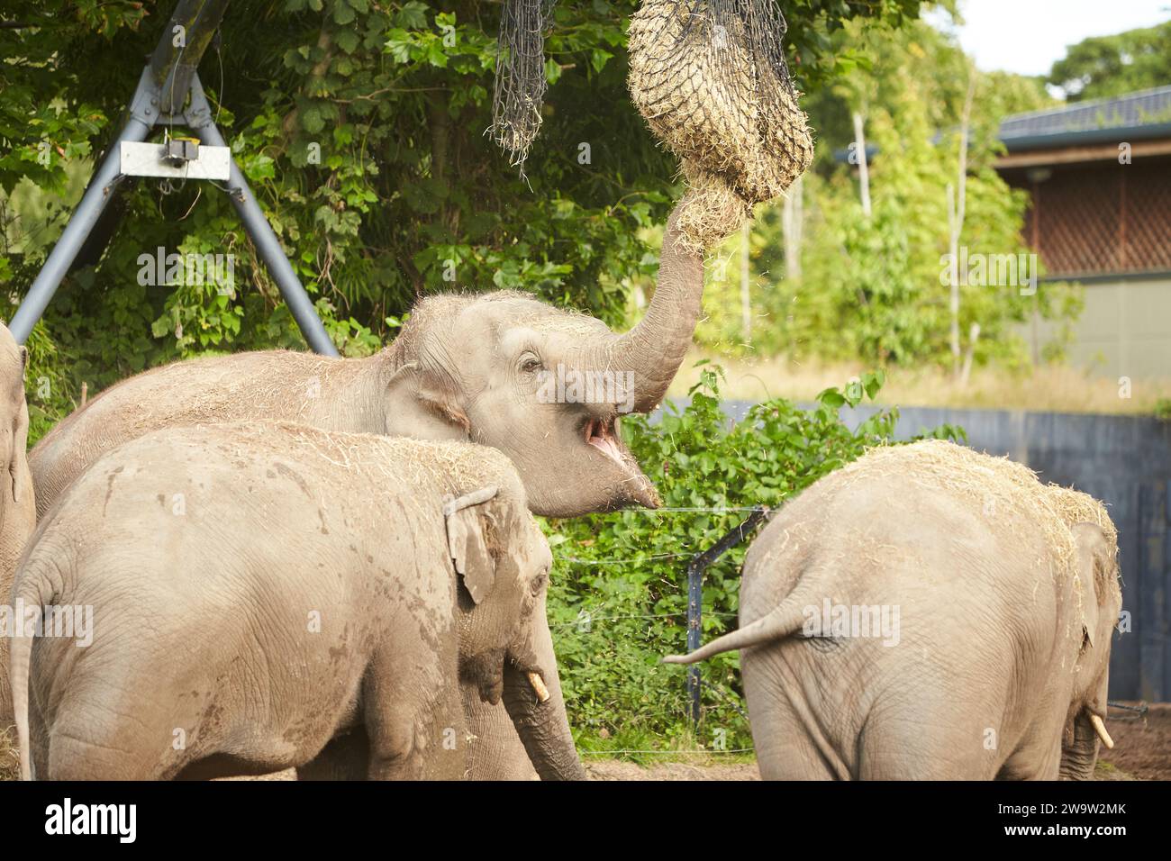 Group of elephants in a zoo. Family Stock Photo - Alamy