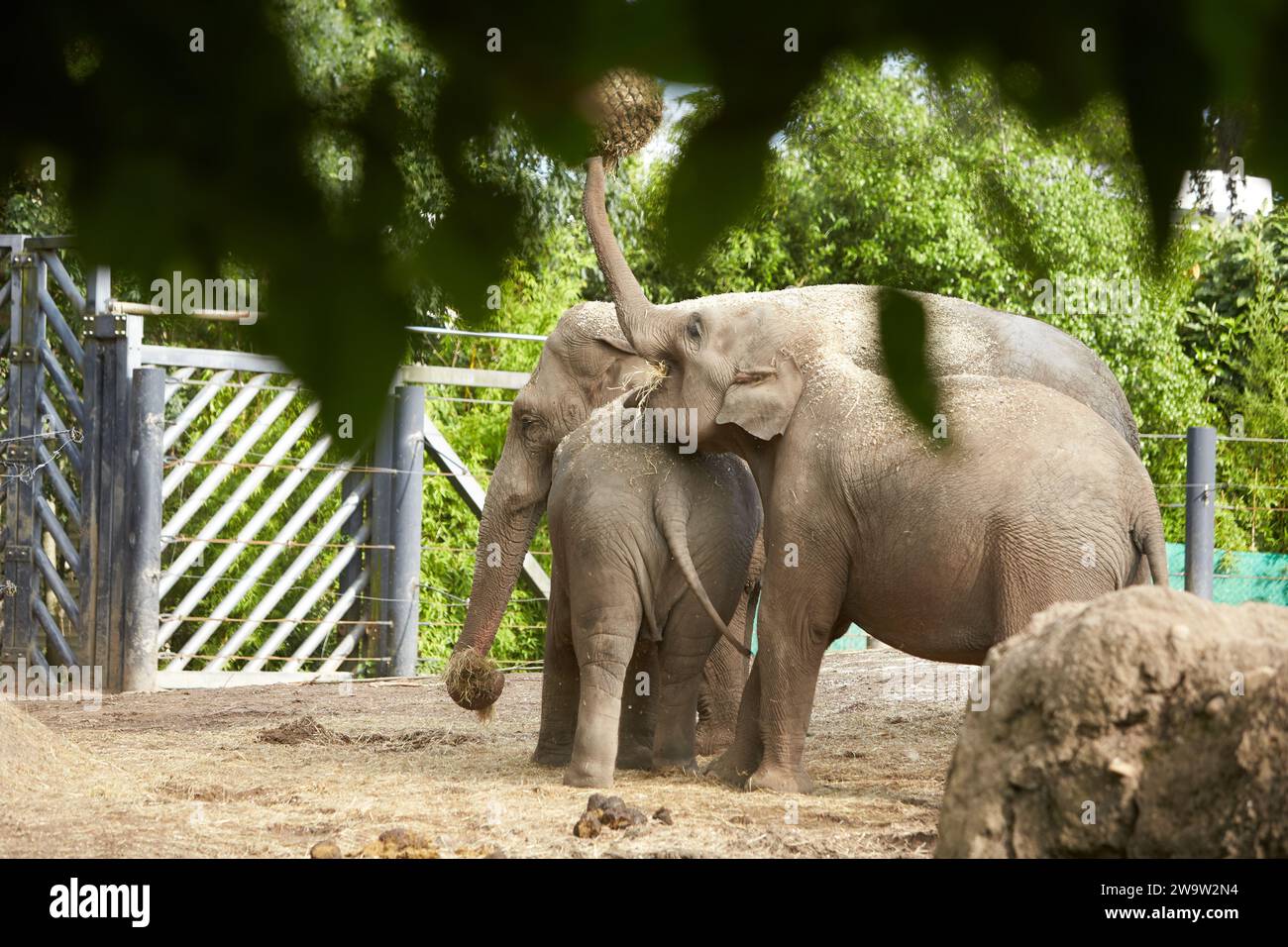 Zoo family hi-res stock photography and images - Alamy