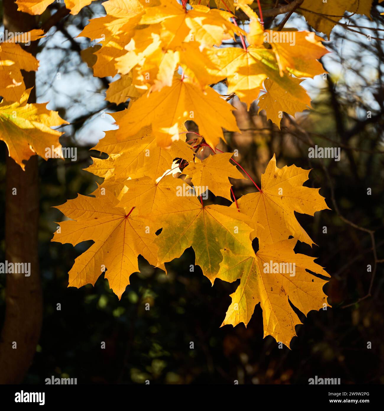 Sycamore, Acer pseudoplatanus, leaves glowing in the autumn sunshine ...
