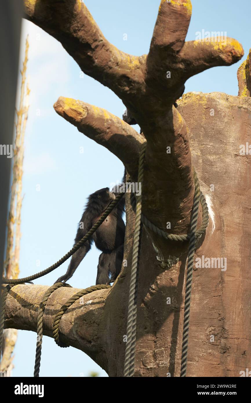 Close up of Siamnang Gibbon on the tree in the zoo Stock Photo - Alamy