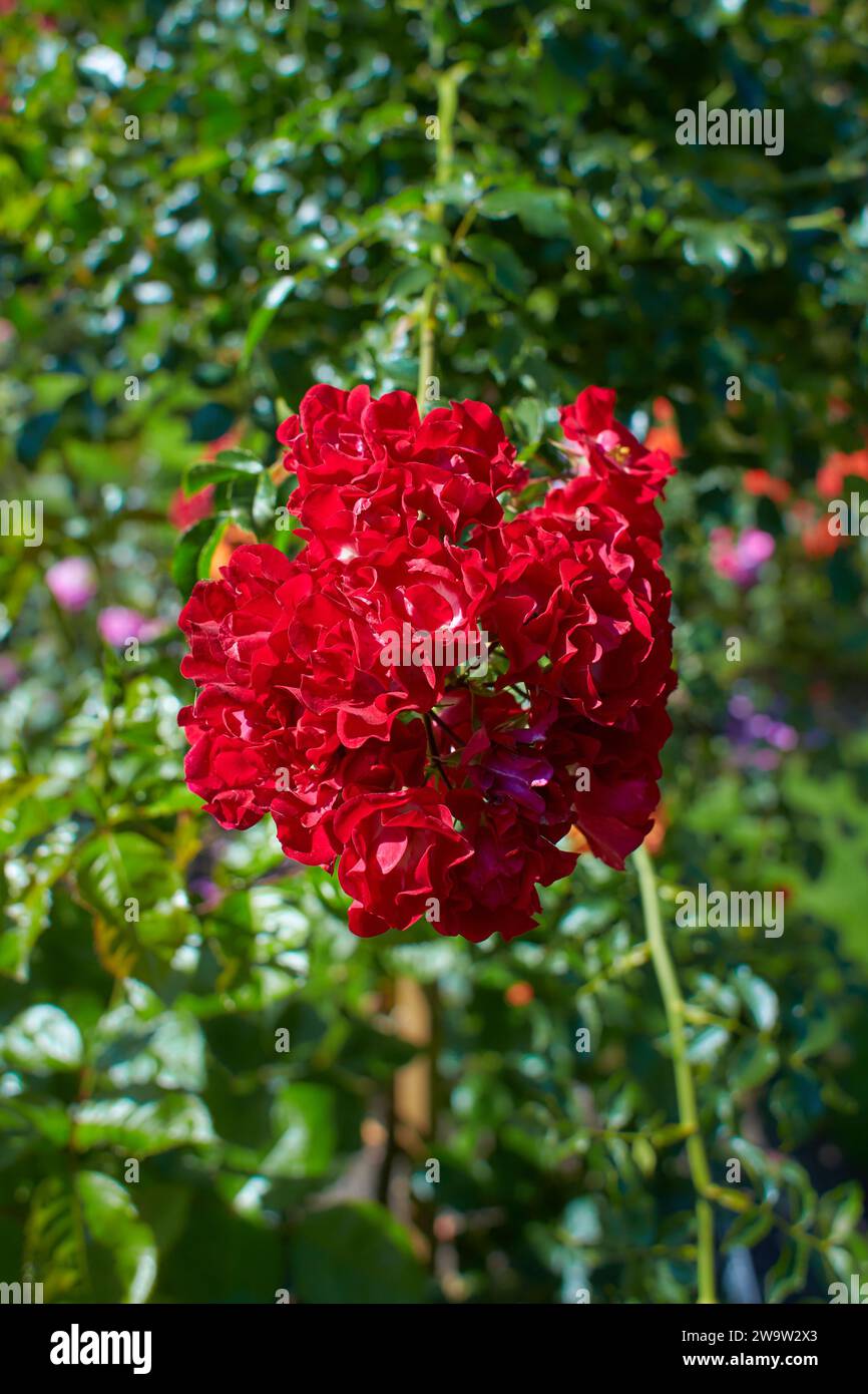 Red flowers of linda campbell rose in the garden. Summer and spring ...