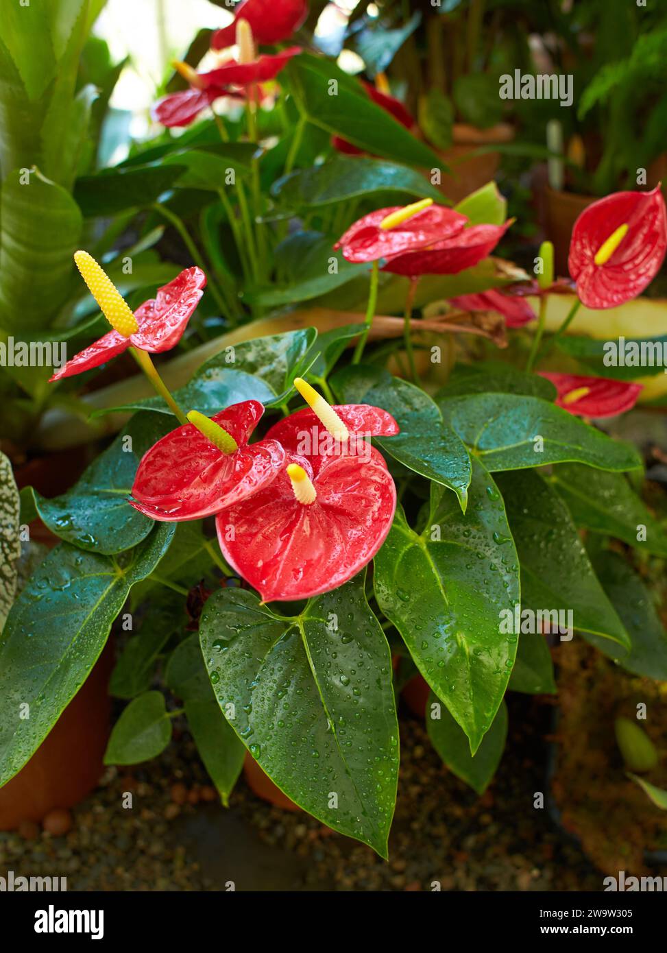 Red flowers of Anthurium, spadix in the garden. Summer and spring time ...