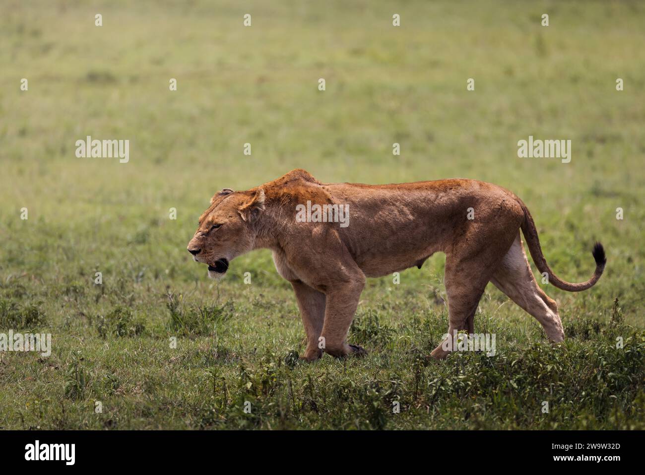Wild majestic lioness, simba, in the savannah in the Serengeti National ...