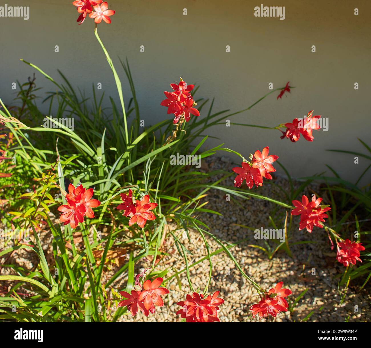 Red flowers of Crimson Flag Lily (Hesperantha coccinea 'Major') in the ...