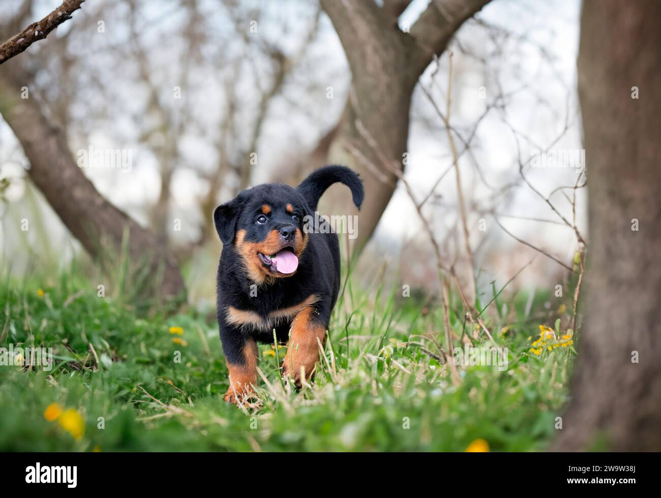 puppy rottweiler running in the nature in summer Stock Photo - Alamy