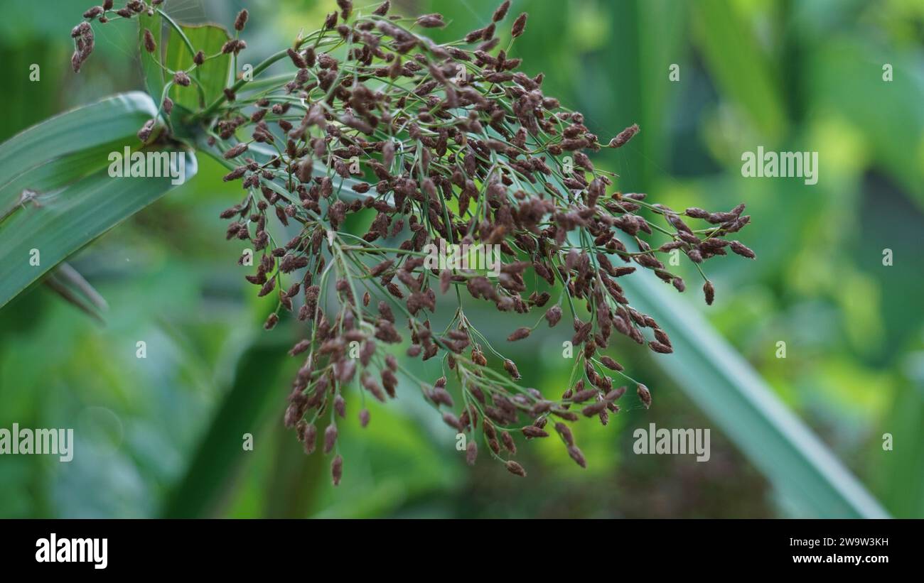 Masiang hi-res stock photography and images - Alamy