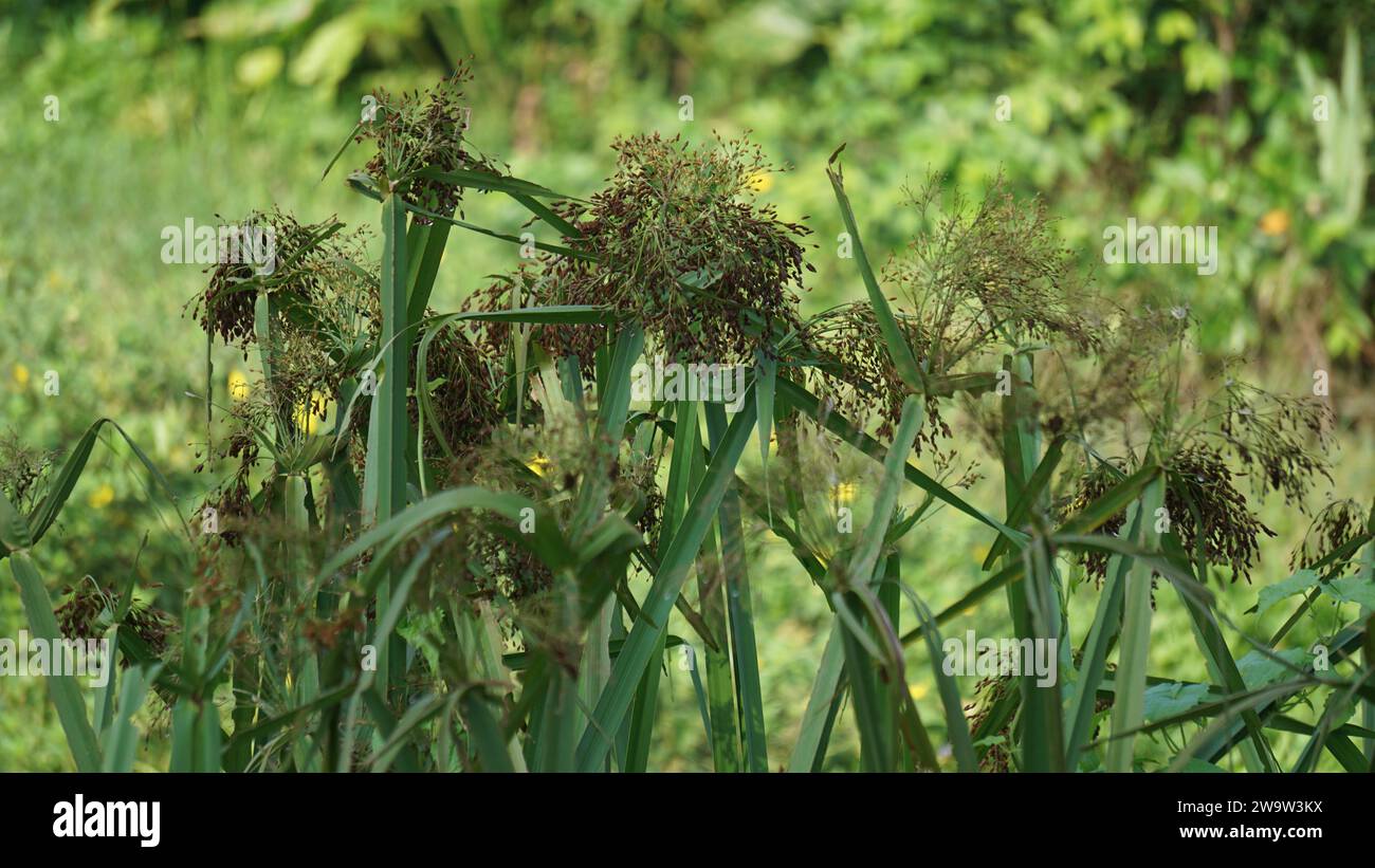 Masiang hi-res stock photography and images - Alamy