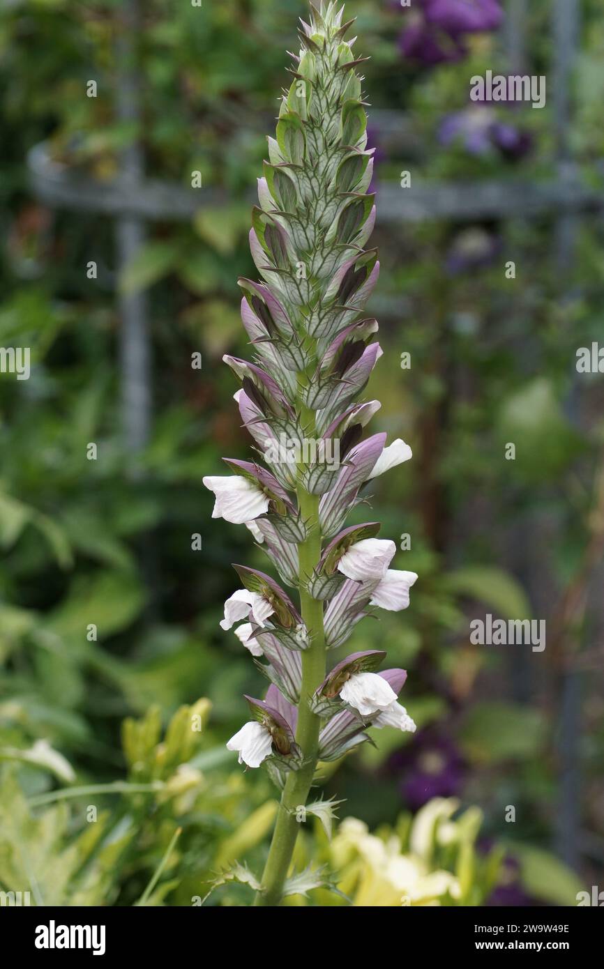Acanthus acanthaceae hi-res stock photography and images - Alamy