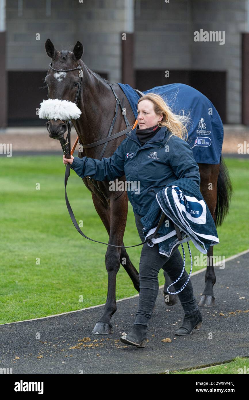 Glenview beauty with noseband hi-res stock photography and images - Alamy