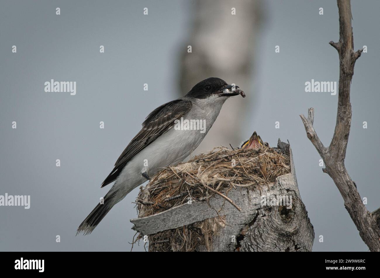 Adult kingbird on nest hi-res stock photography and images - Alamy