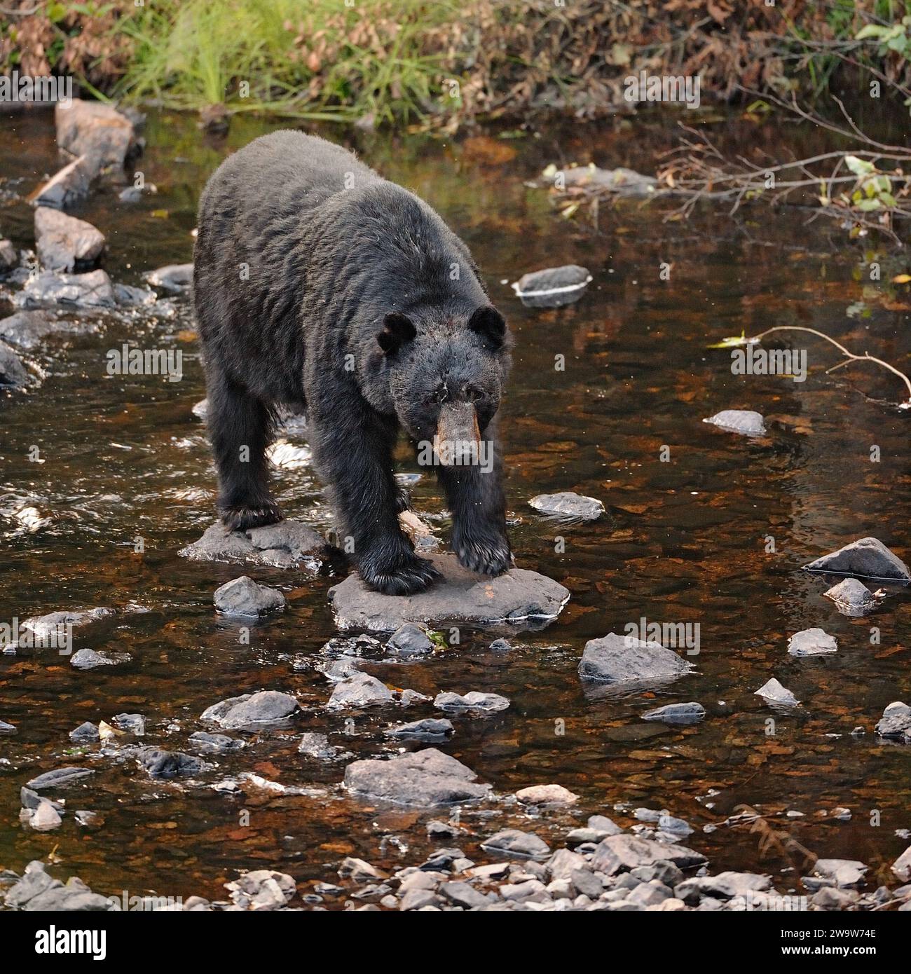 Black Bear crossing a river Stock Photo - Alamy