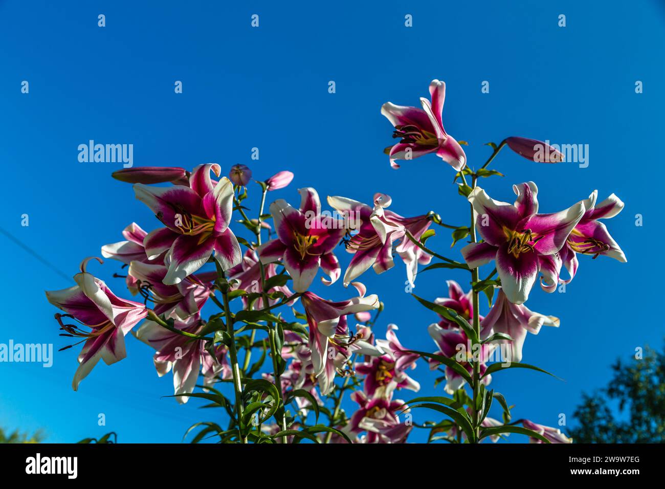 Oriental Hybrid Lilium Friso flowers in the garden Stock Photo - Alamy