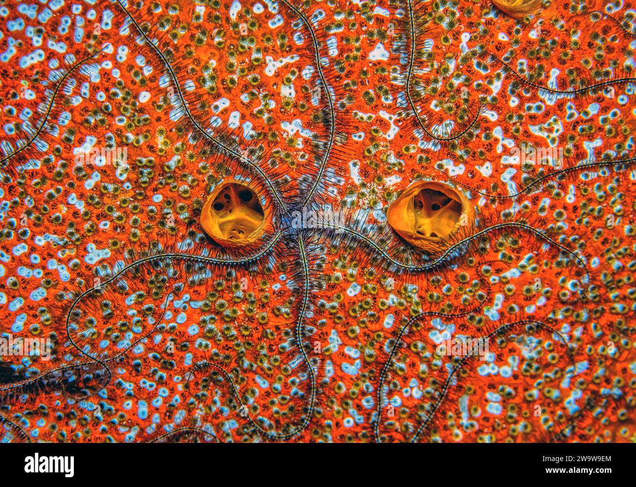 Brittle stars, serpent stars, or ophiuroids are echinoderms in the ...