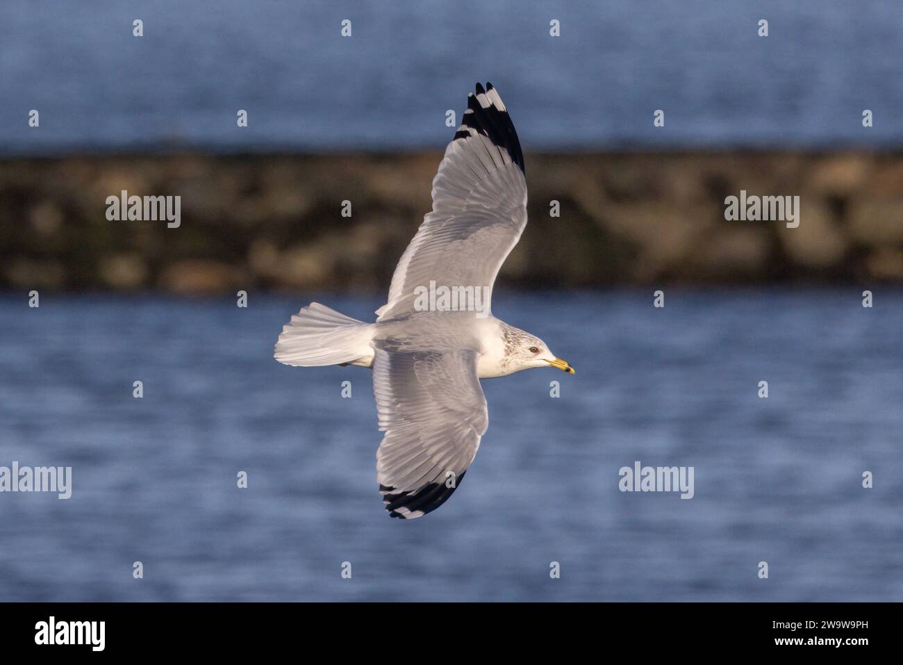 Ring billed gull x common gull hi-res stock photography and images - Alamy