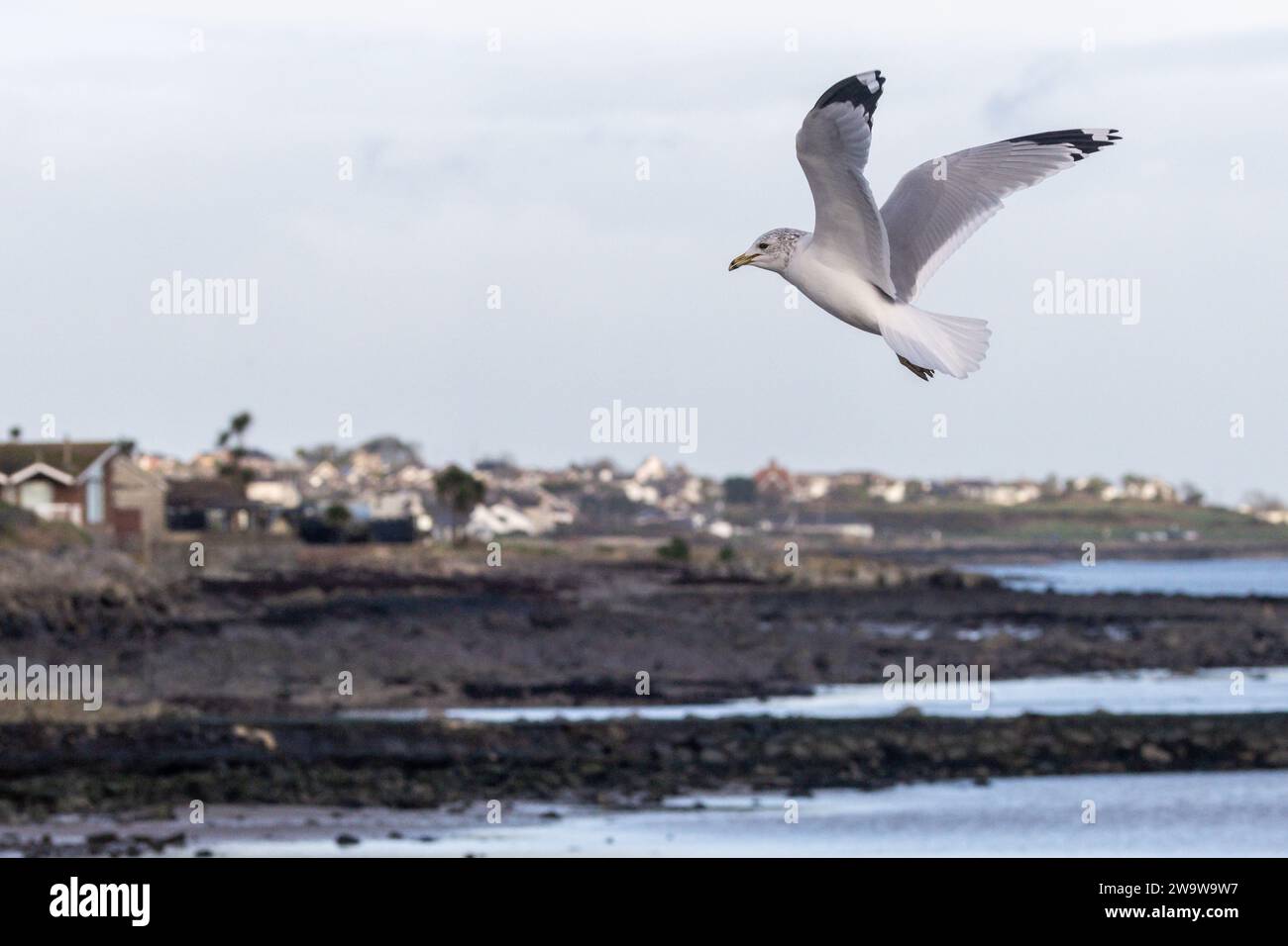 Ring-billed Gull x Common Gull hybrid - Larus delawerensis x canus ...