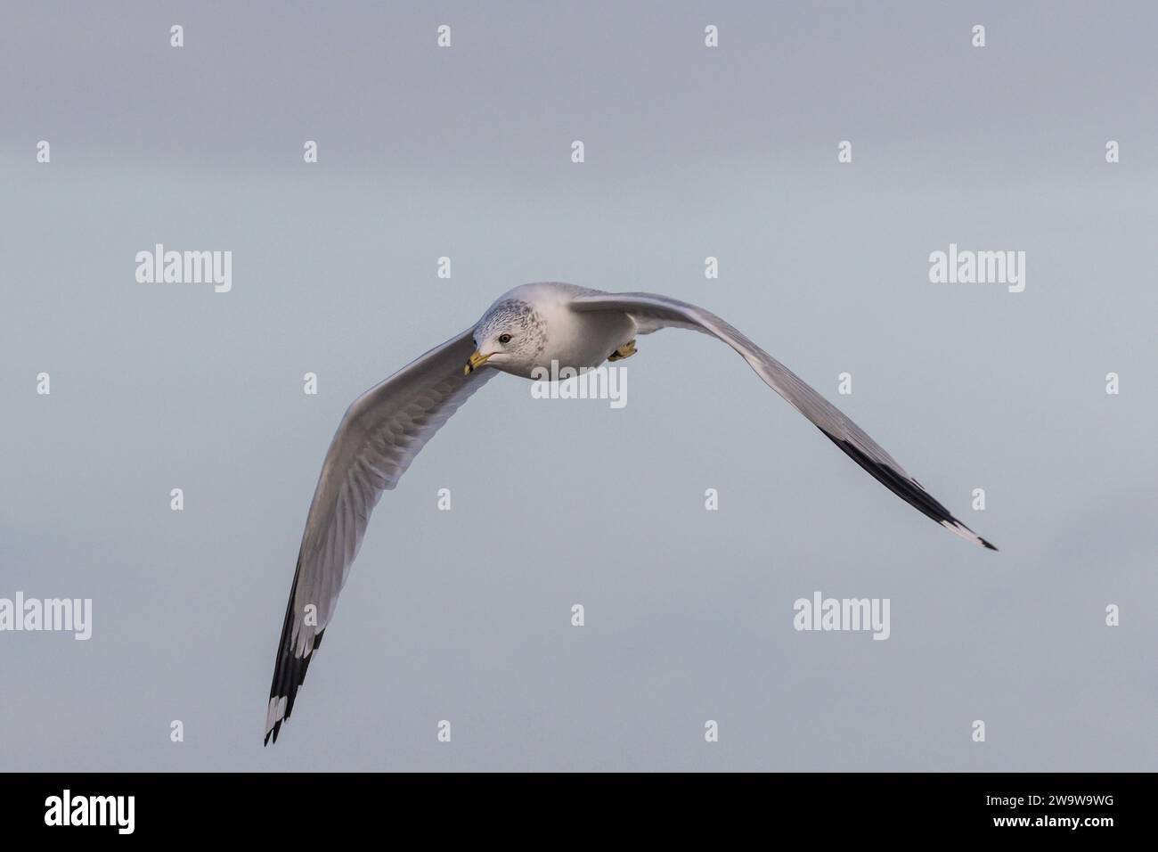 Ring-billed Gull x Common Gull hybrid - Larus delawerensis x canus ...