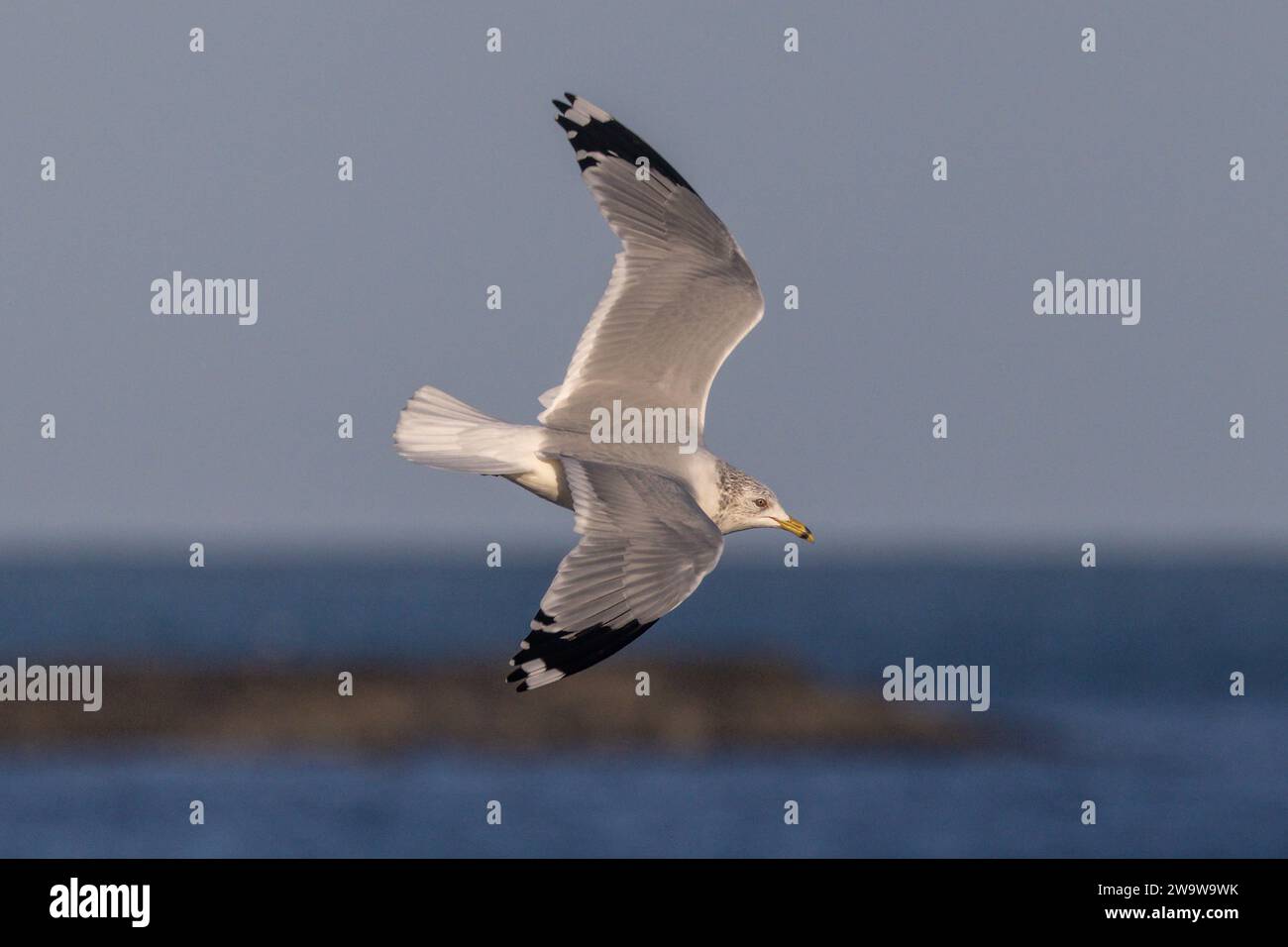 Ring-billed Gull x Common Gull hybrid - Larus delawerensis x canus ...