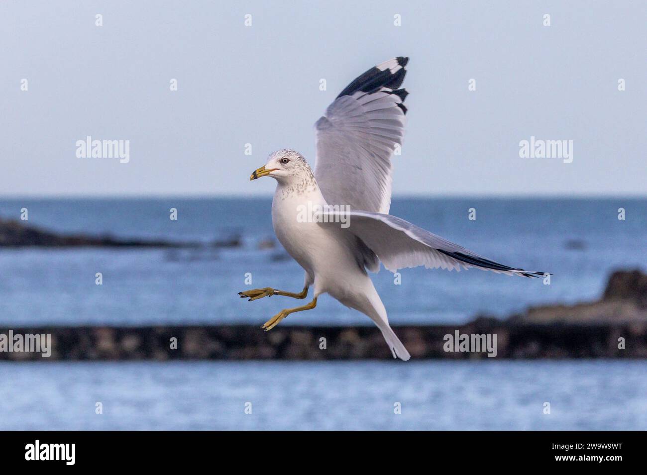 Ring-billed Gull x Common Gull hybrid - Larus delawerensis x canus ...