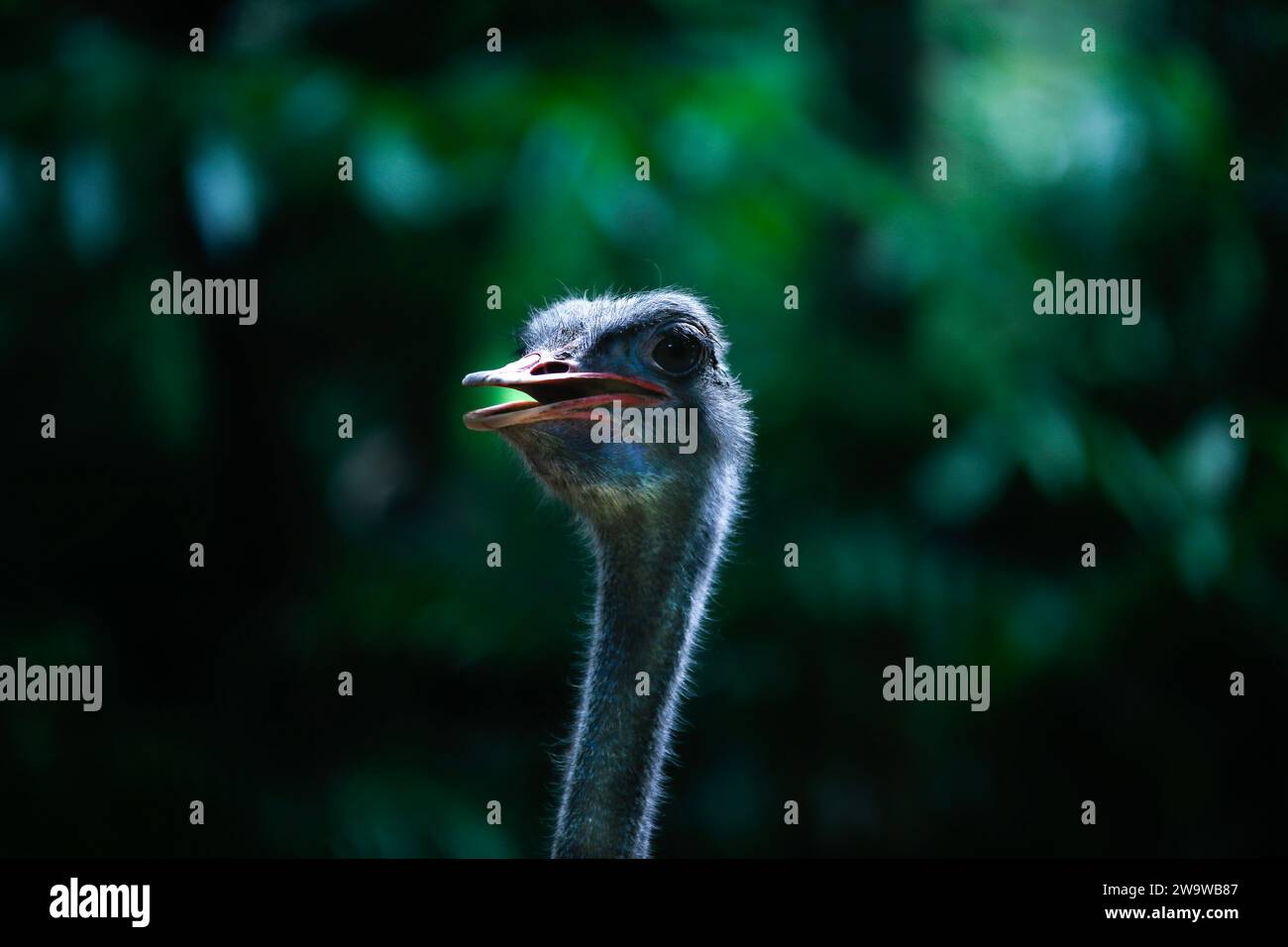 Close-up portrait of an ostrich in Dehiwala Zoo Garden of sri lanka ...