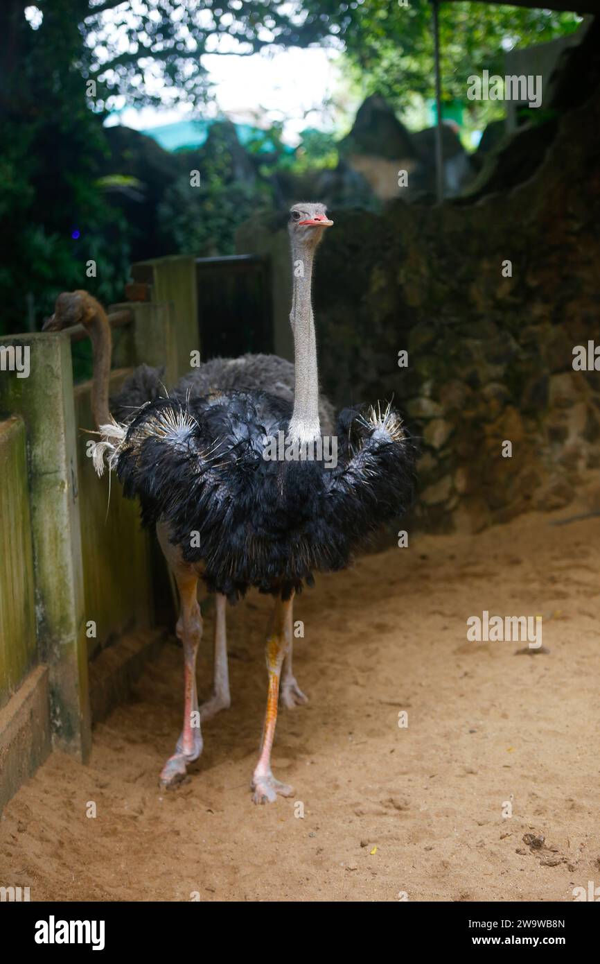 Back view of african ostrich hi-res stock photography and images - Alamy