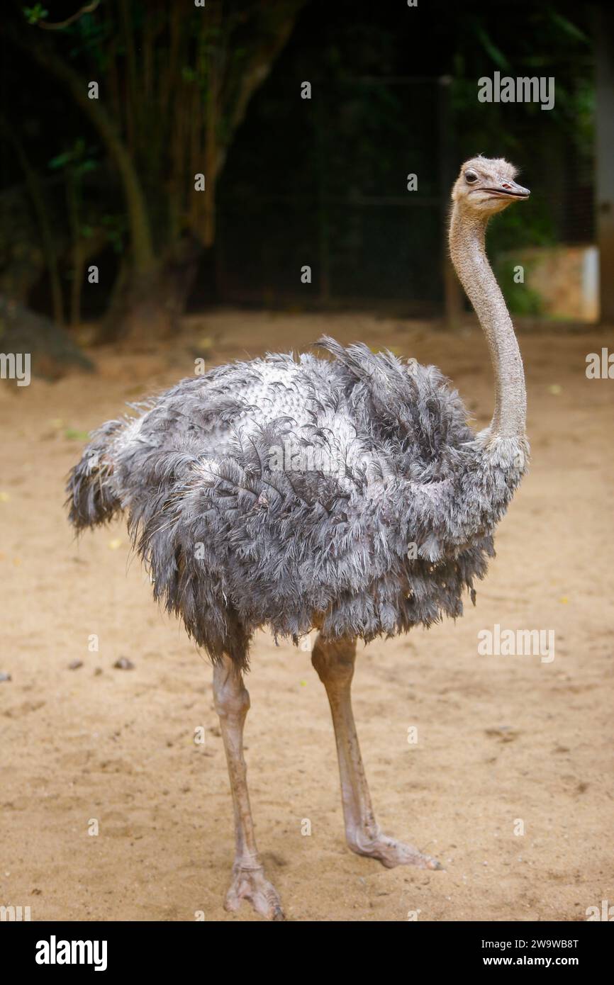 Close-up portrait of an ostrich in Dehiwala Zoo Garden of sri lanka ...