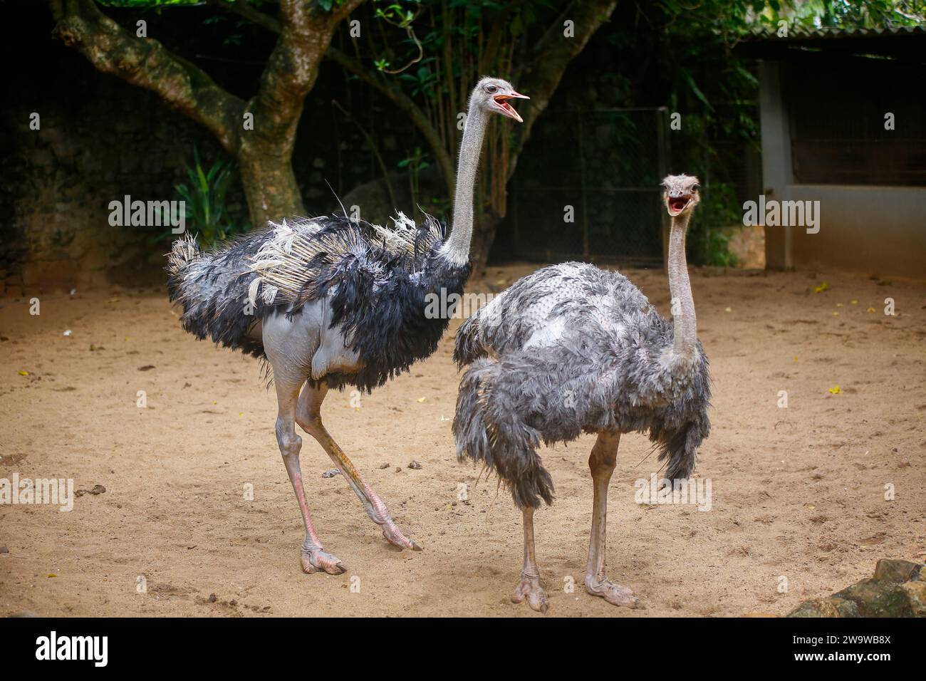 Close-up portrait of an ostrich in Dehiwala Zoo Garden of sri lanka ...