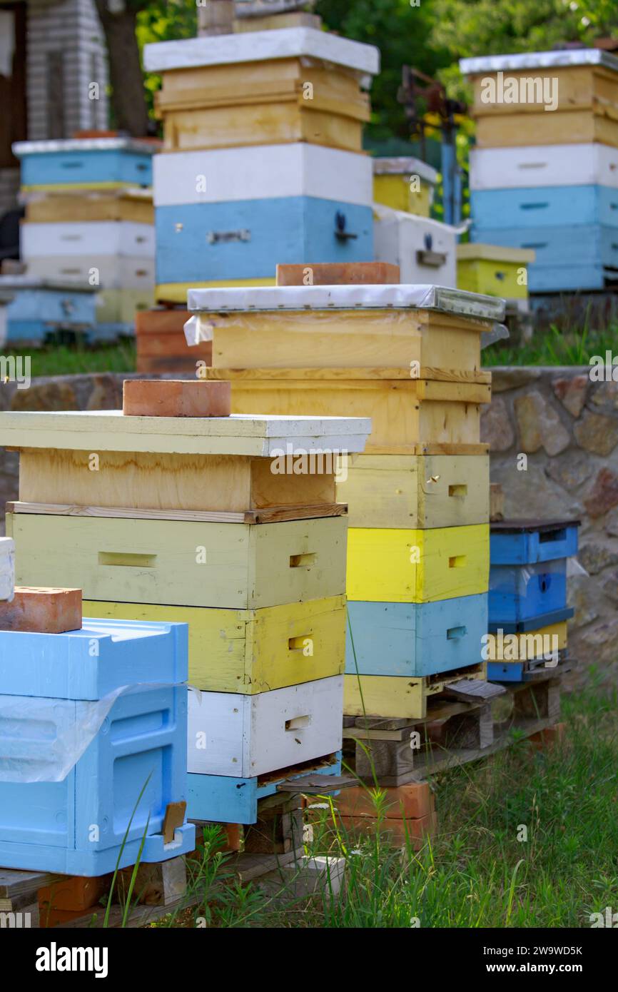 Sunset at the apiary. Honeybees in flight. Open entrance to yellow hive ...