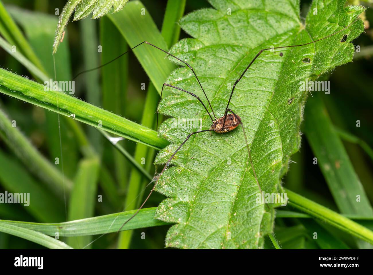 Harvest spider hi-res stock photography and images - Alamy