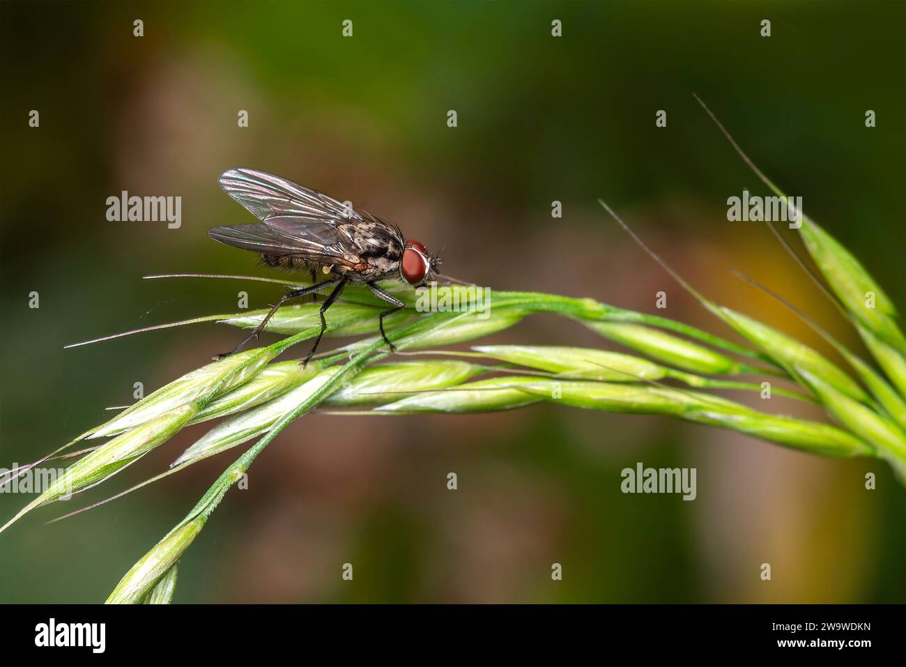 Hylemya fly hi-res stock photography and images - Alamy