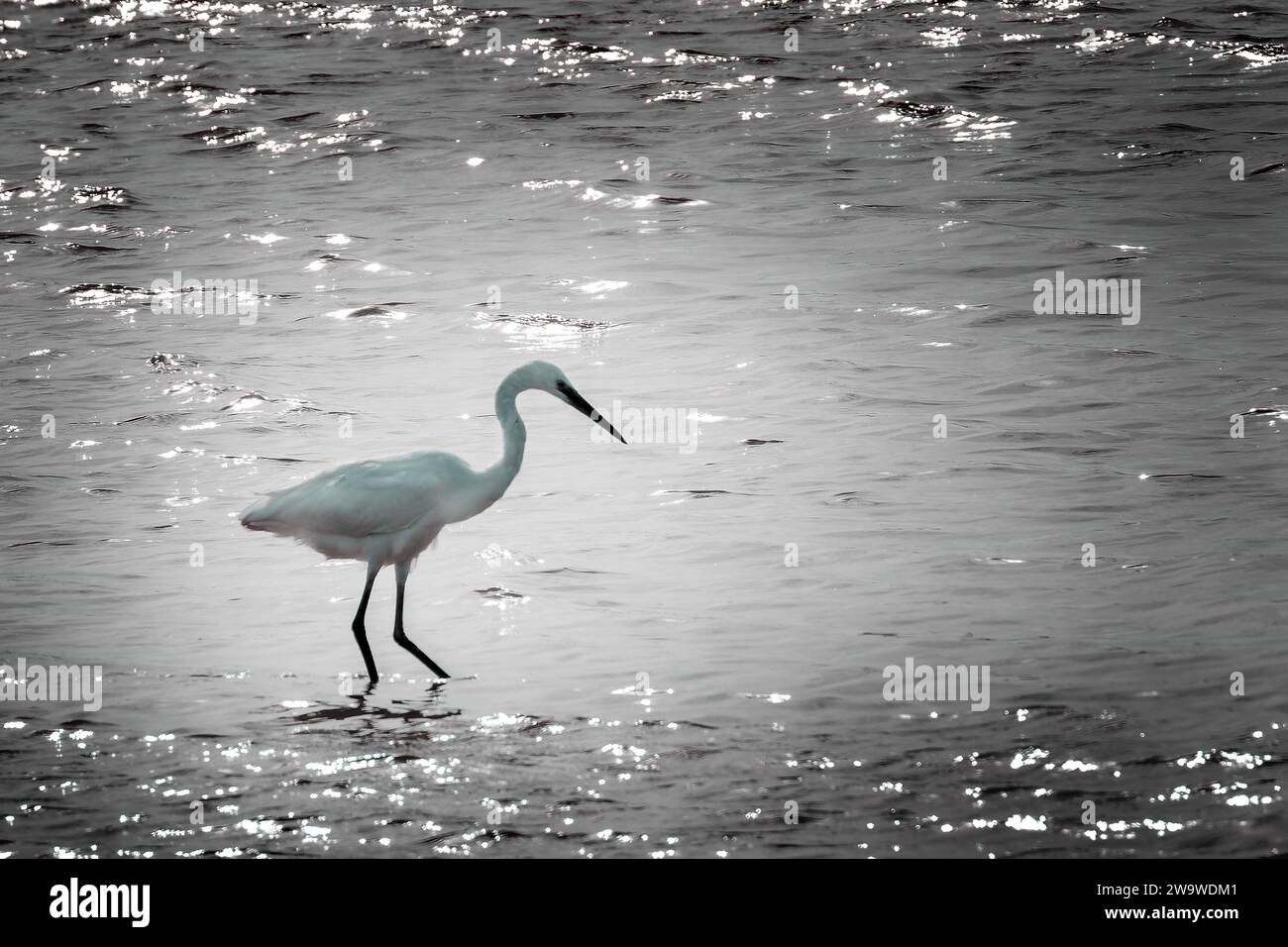Little Egret (Egretta garzetta) bird feeding at an inlet estuary which ...