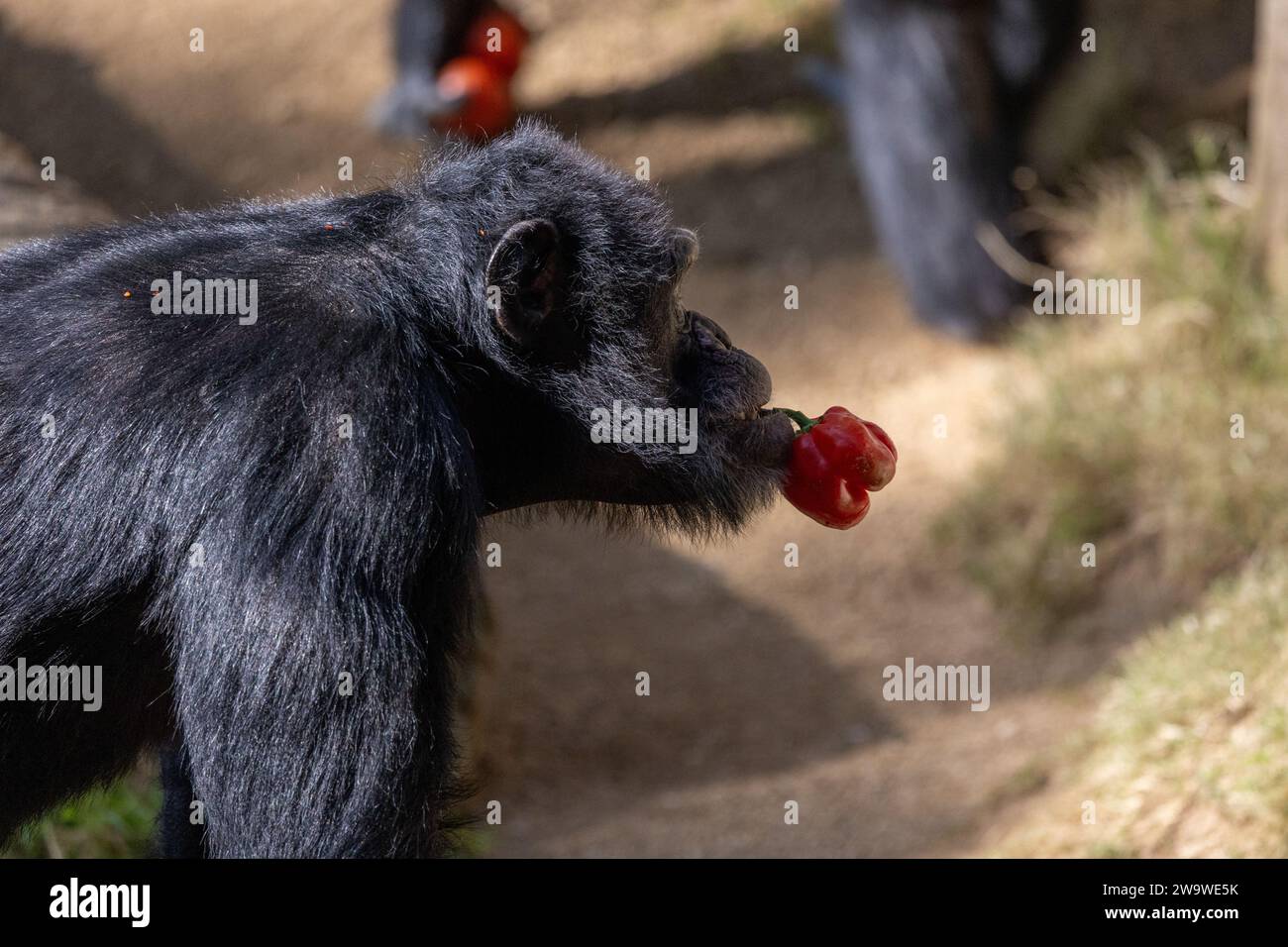 Chimpanzee with a red pepper in its mouth Stock Photo - Alamy
