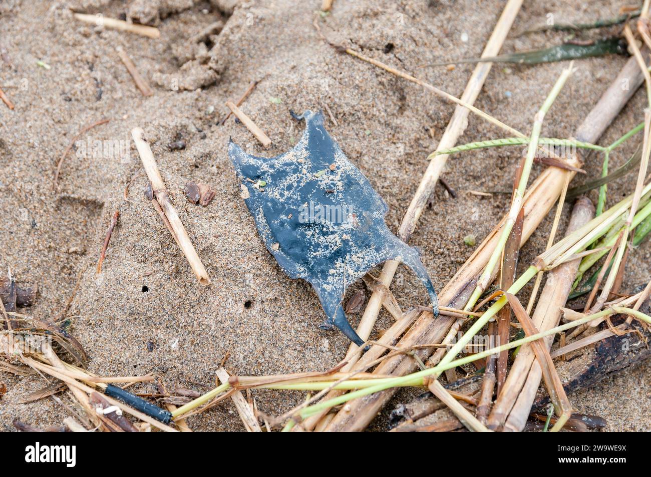 Mermaids purse shark egg case hi-res stock photography and images - Alamy