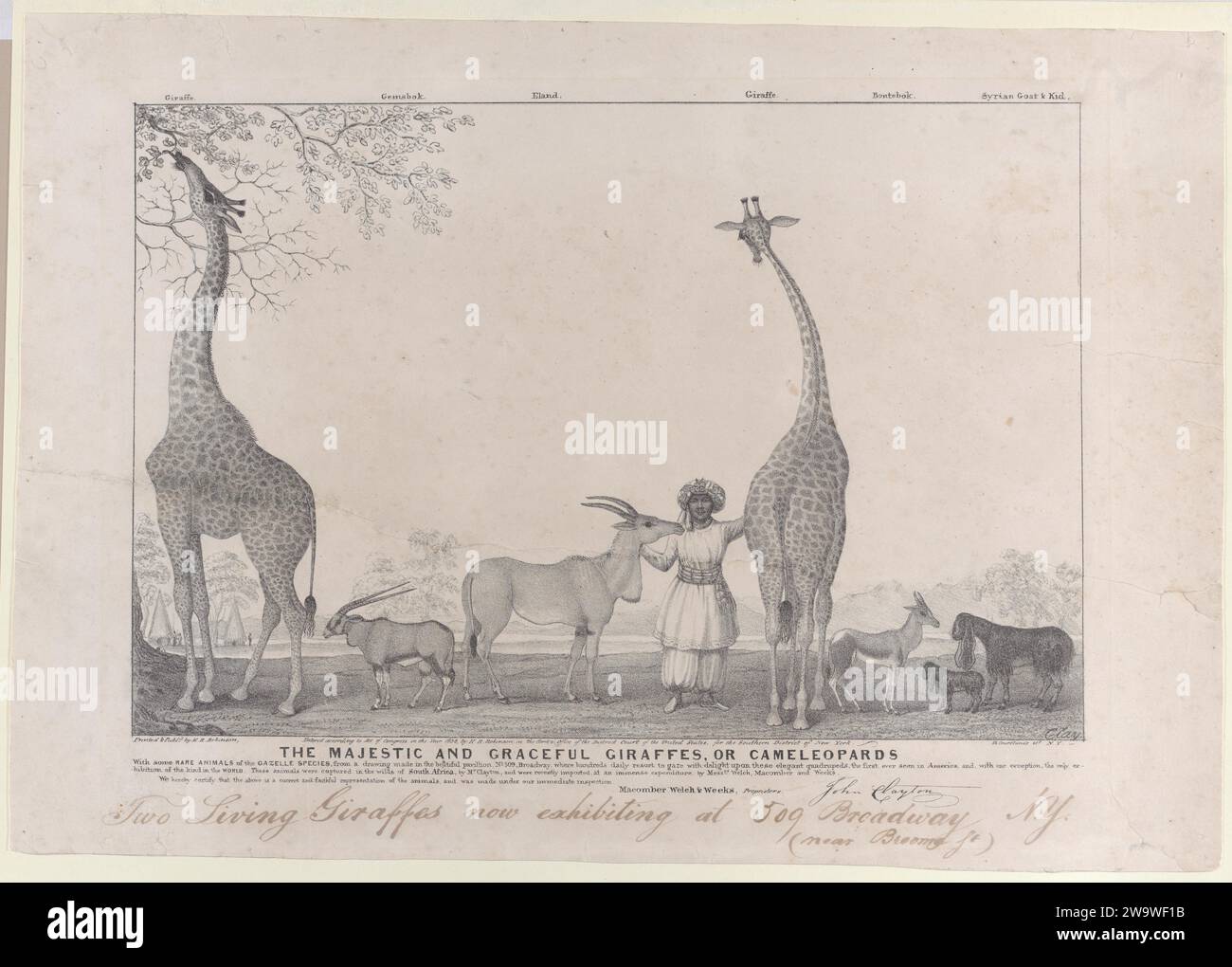 The Majestic and Graceful Giraffes, or Cameleopards, with some Rare ...