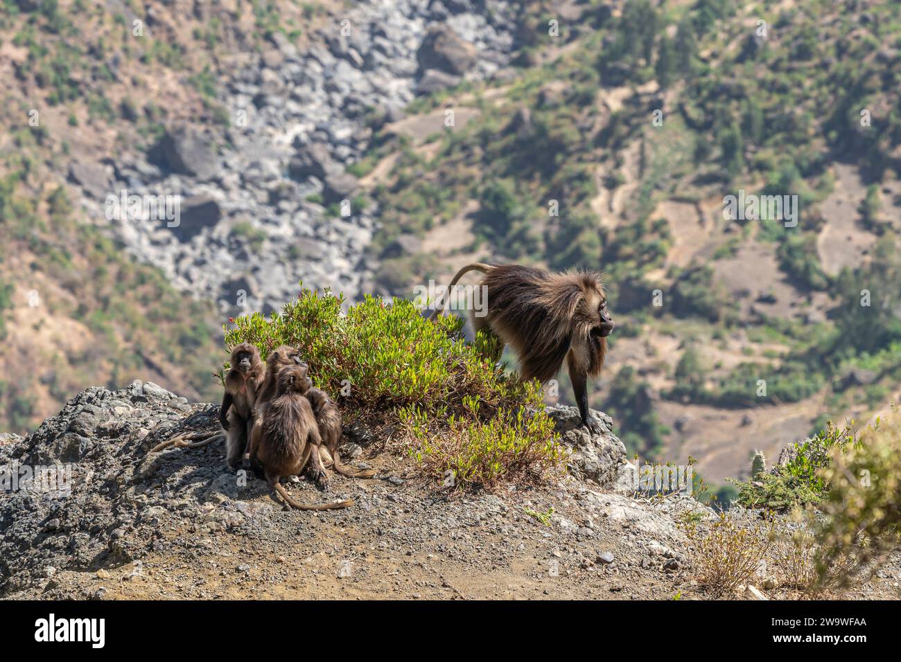 Gelada monkeys in nature ethiopia hi-res stock photography and images ...