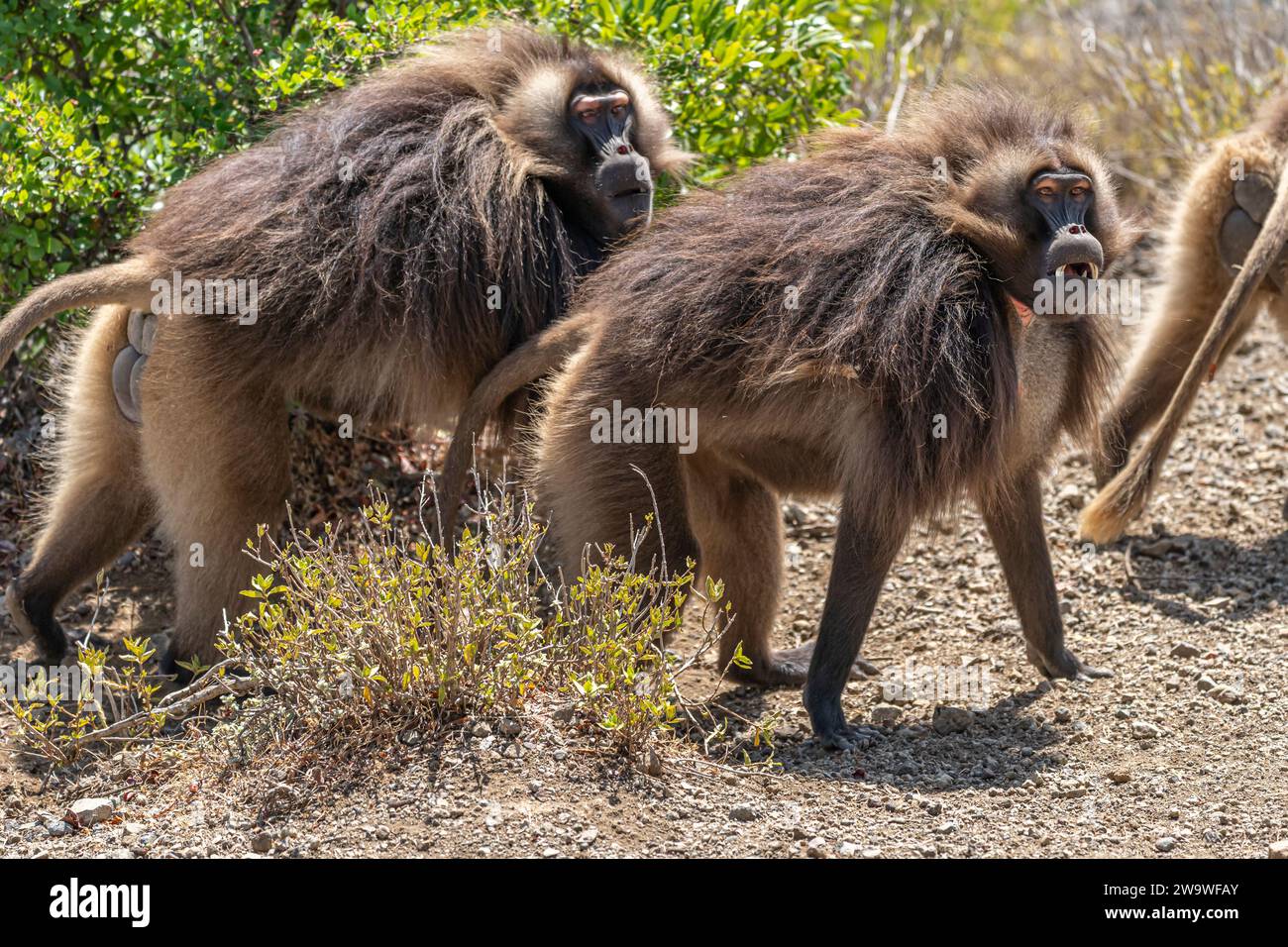 Gelada monkey hi-res stock photography and images - Alamy