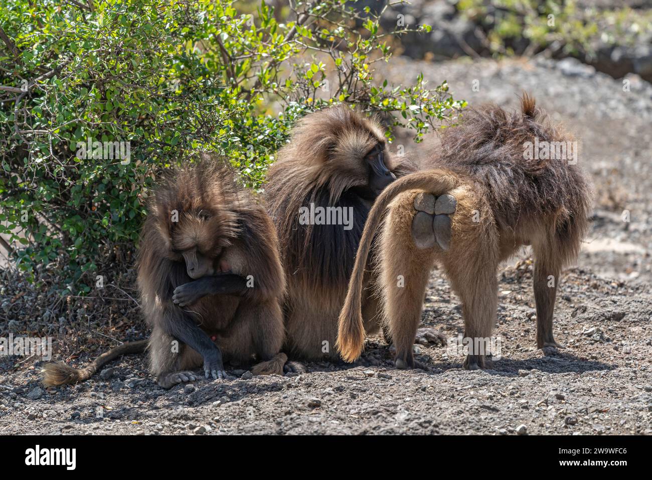 Gelada monkey hi-res stock photography and images - Alamy