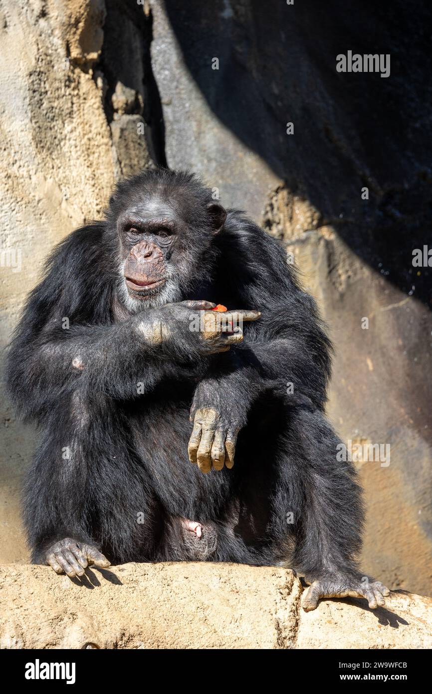 Chimpanzee holding fruit in its hand Stock Photo - Alamy