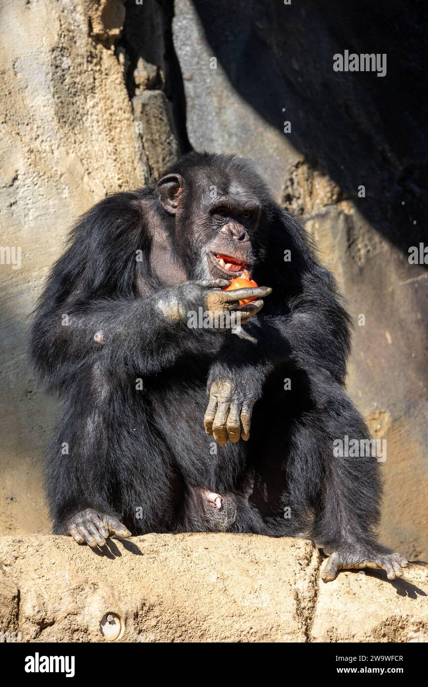 Chimpanzee eating fruit hi-res stock photography and images - Alamy