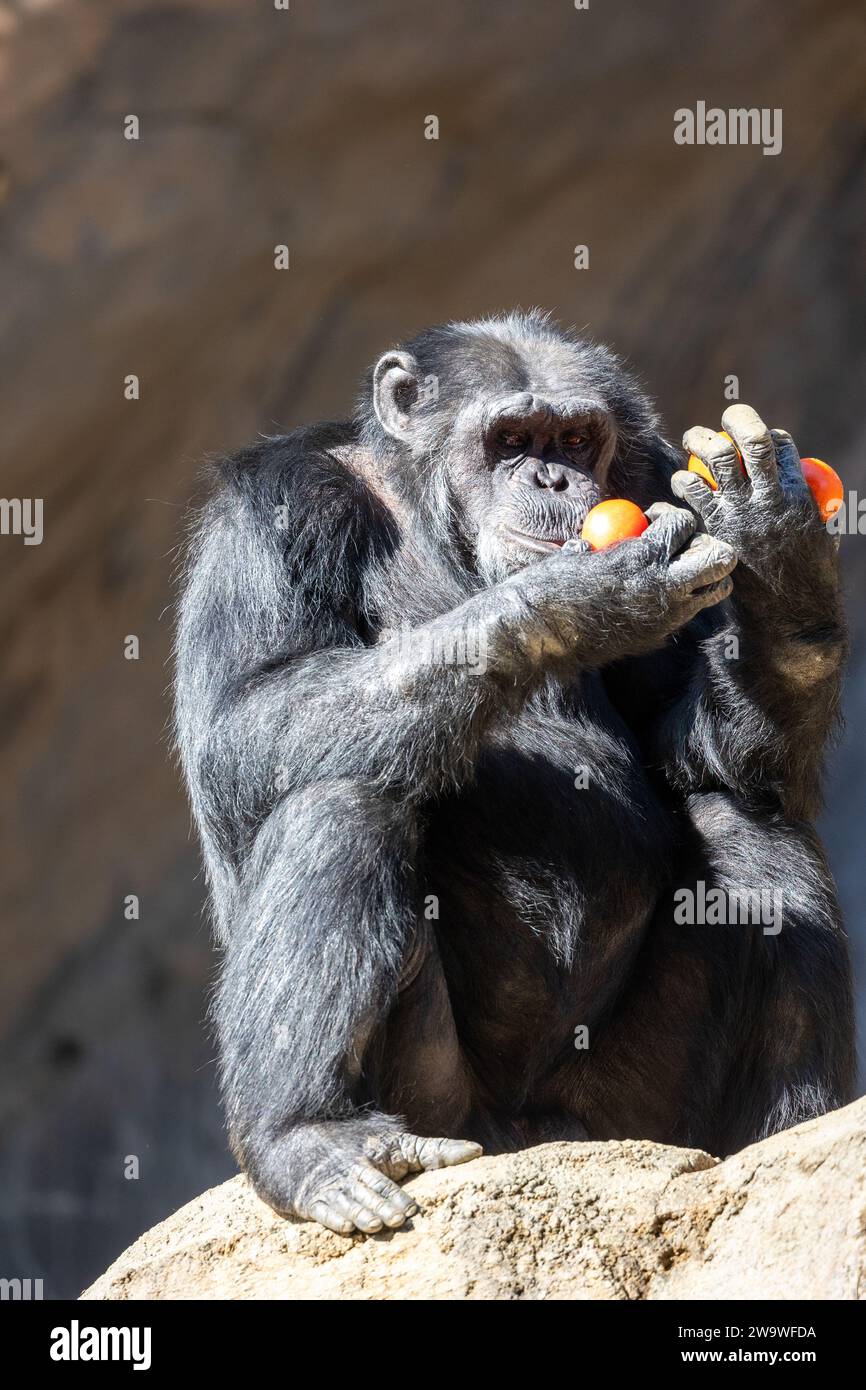 Chimpanzee examining his fruit Stock Photo - Alamy