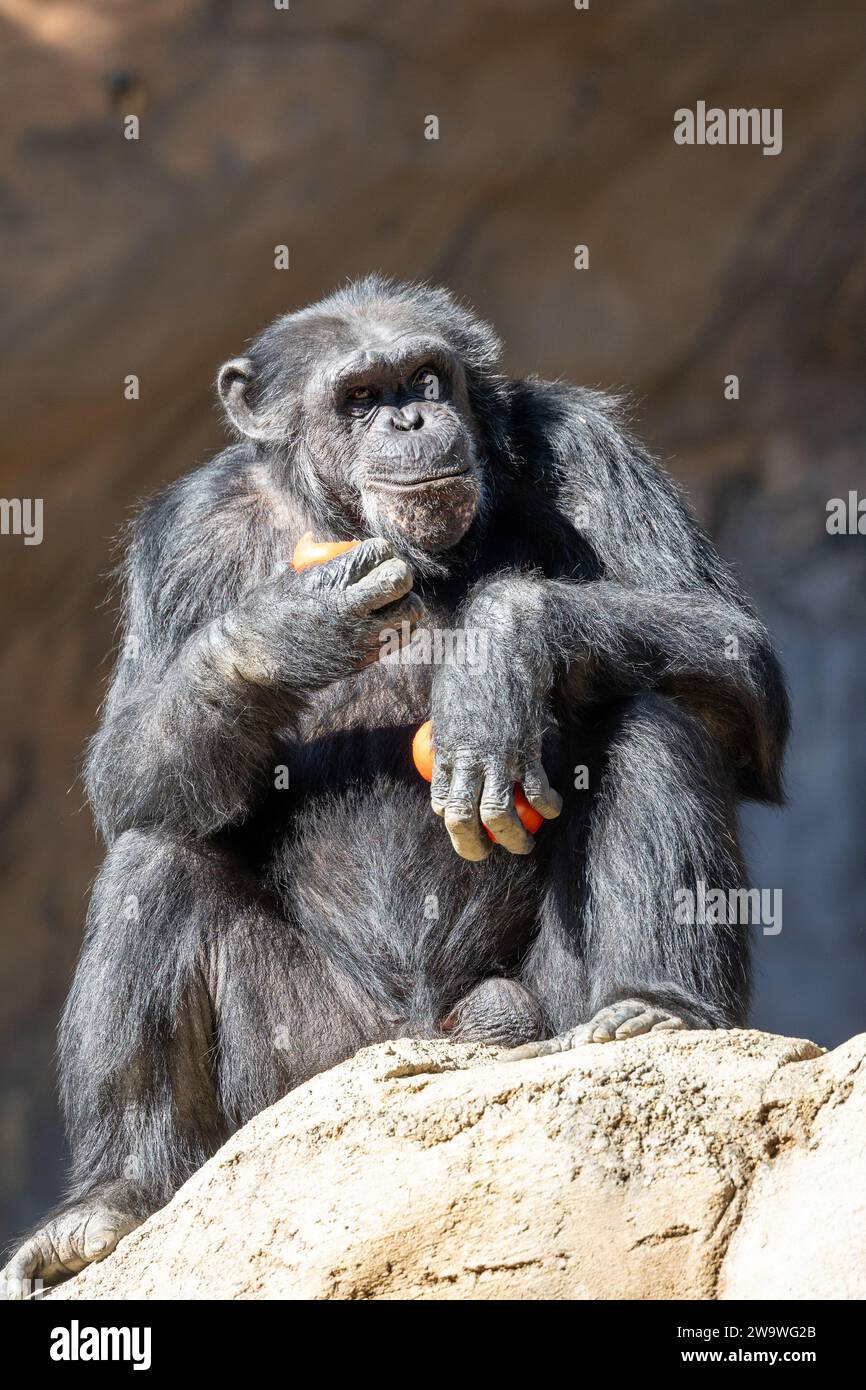 Chimpanzee eating fruit hi-res stock photography and images - Alamy