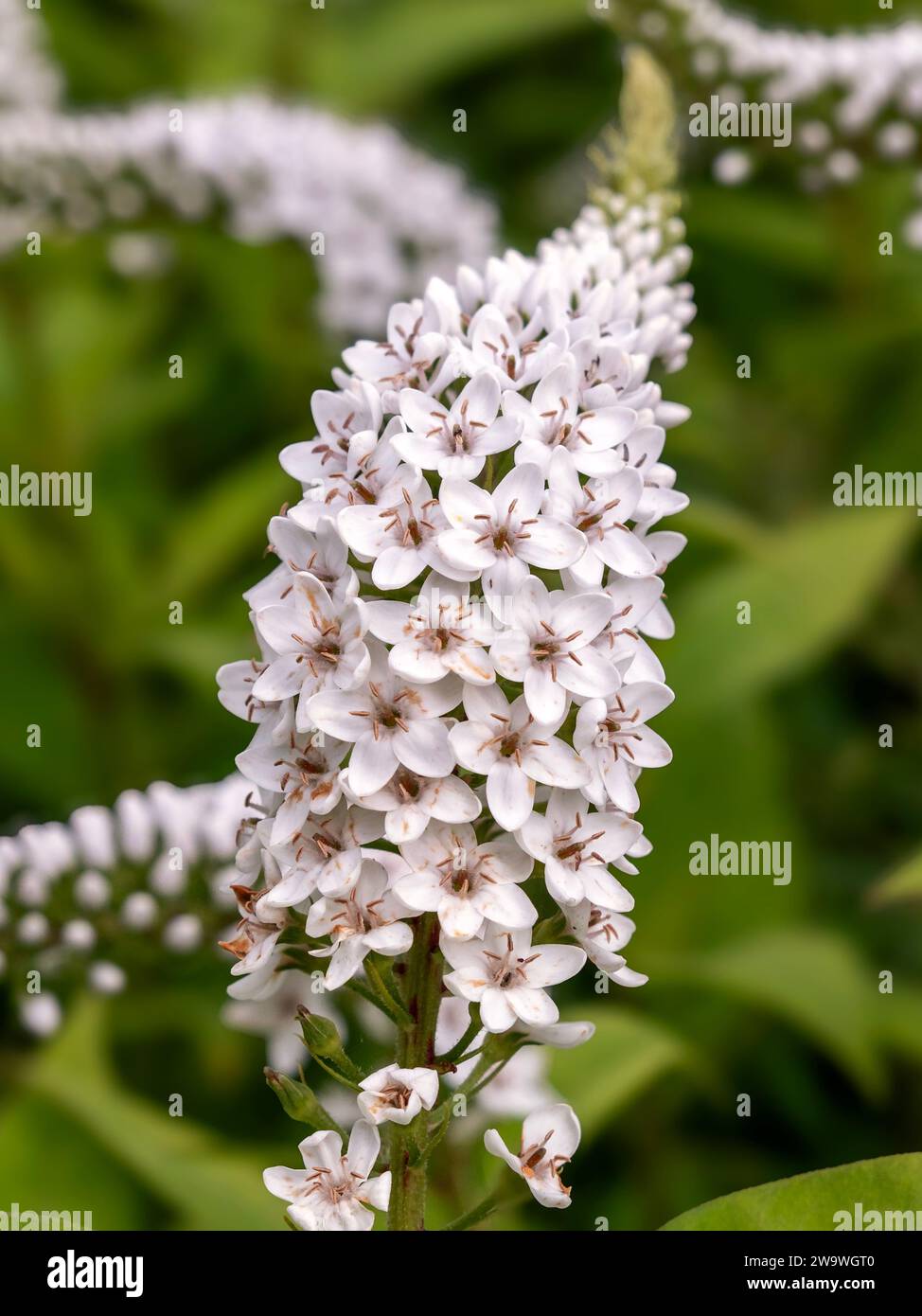 White flower spike of gooseneck loosestrife, Lysimachia clethroides ...