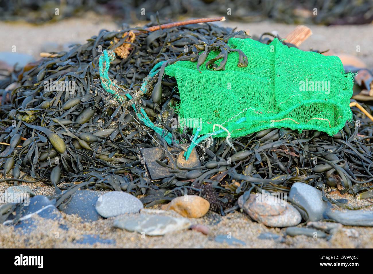 A green bait bag lying tangled in a pile of seaweed on a beach Stock ...