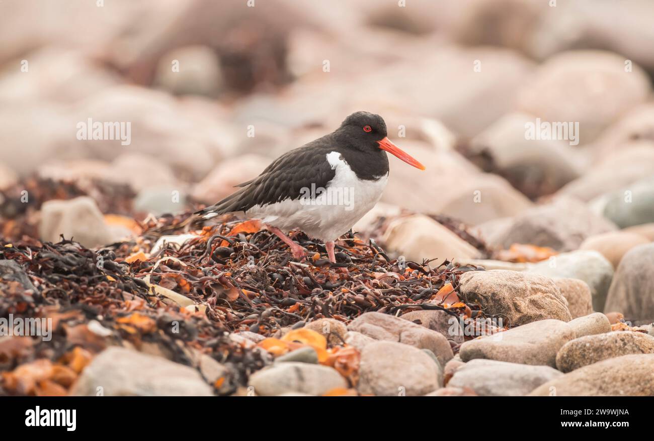 Oystercatcher standing on seaweed on a rocky beach, close up Stock ...