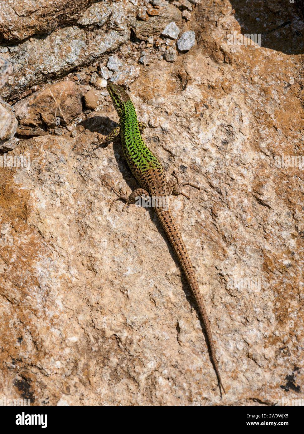 Lizard at the slope of Mount Zas or Zeus, Naxos Island, Cyclades ...