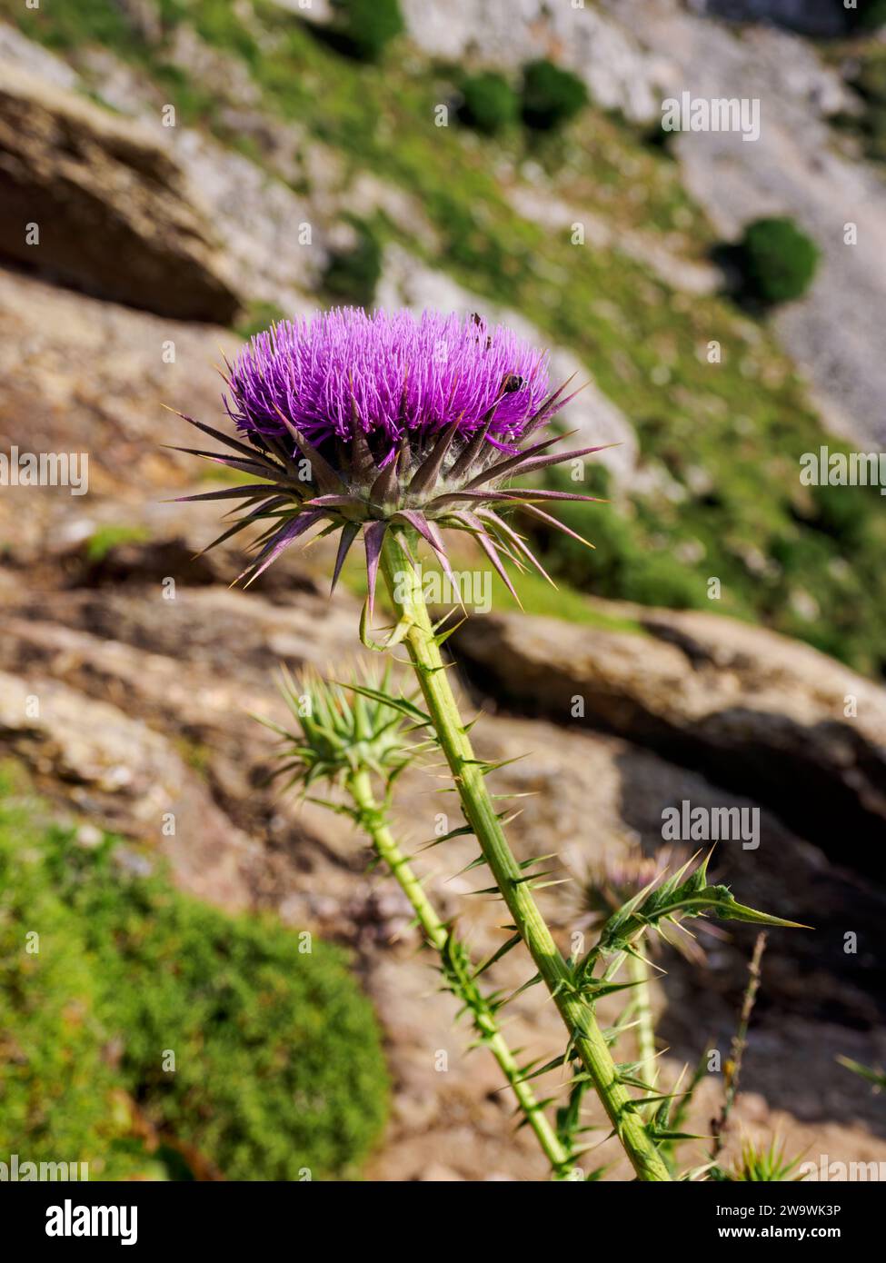 Milk thistle(Silybum marianum) at the slope of Mount Zas or Zeus, Naxos ...