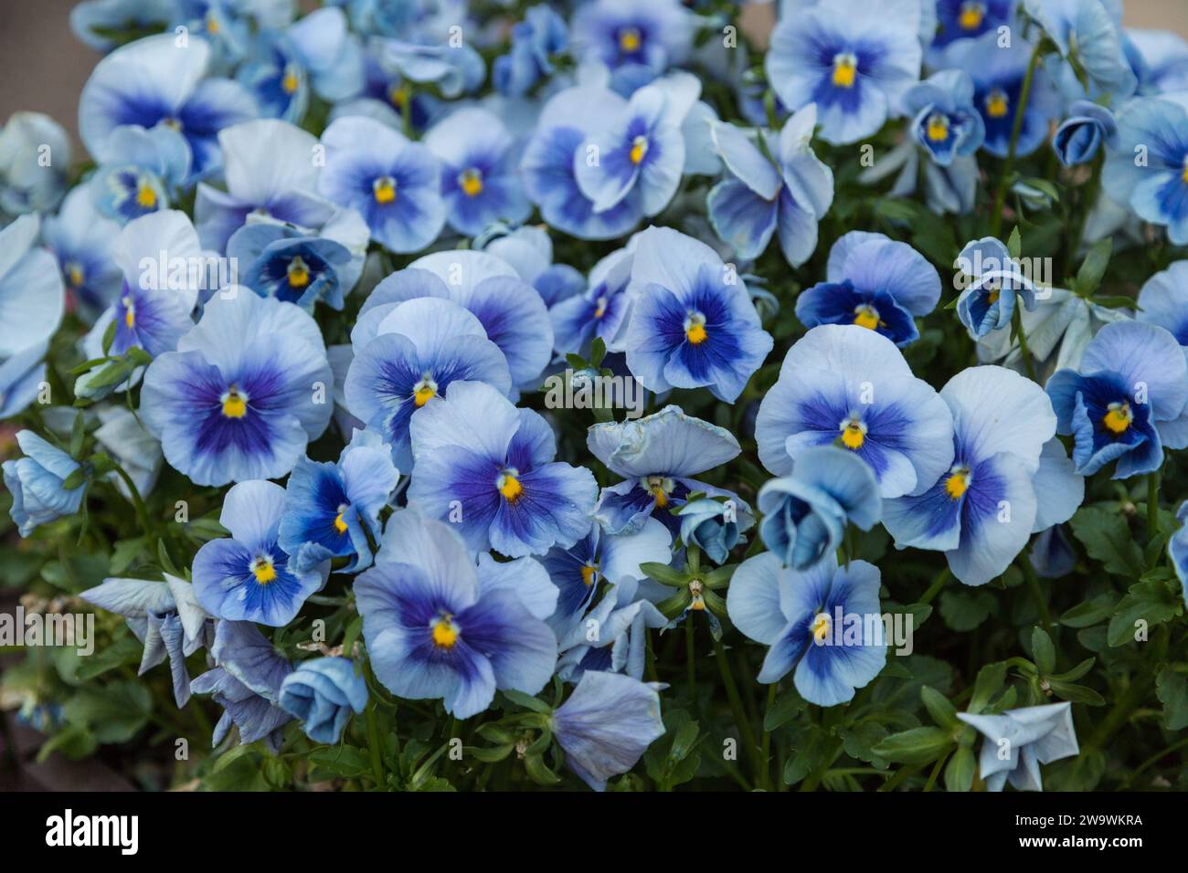 Light blue Calibrachoa flowers outdoors Stock Photo - Alamy