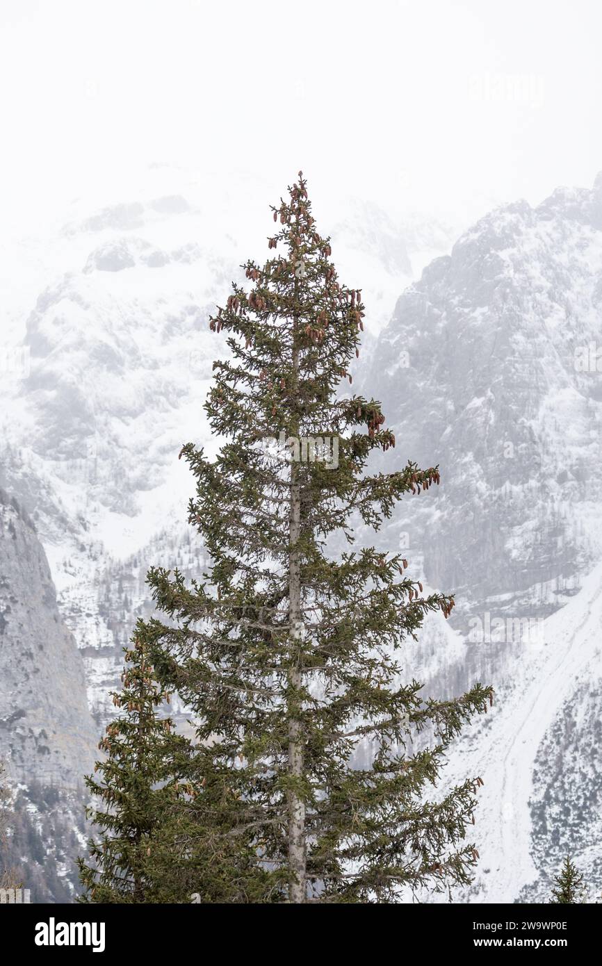 Snowy mountain scene with tall conifer tree with Red or common ...