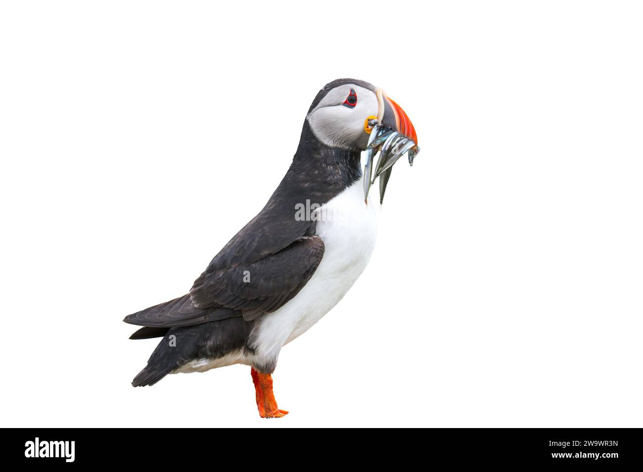 cut out image of Atlantic puffin, Fratercula arctica, with fish in its ...