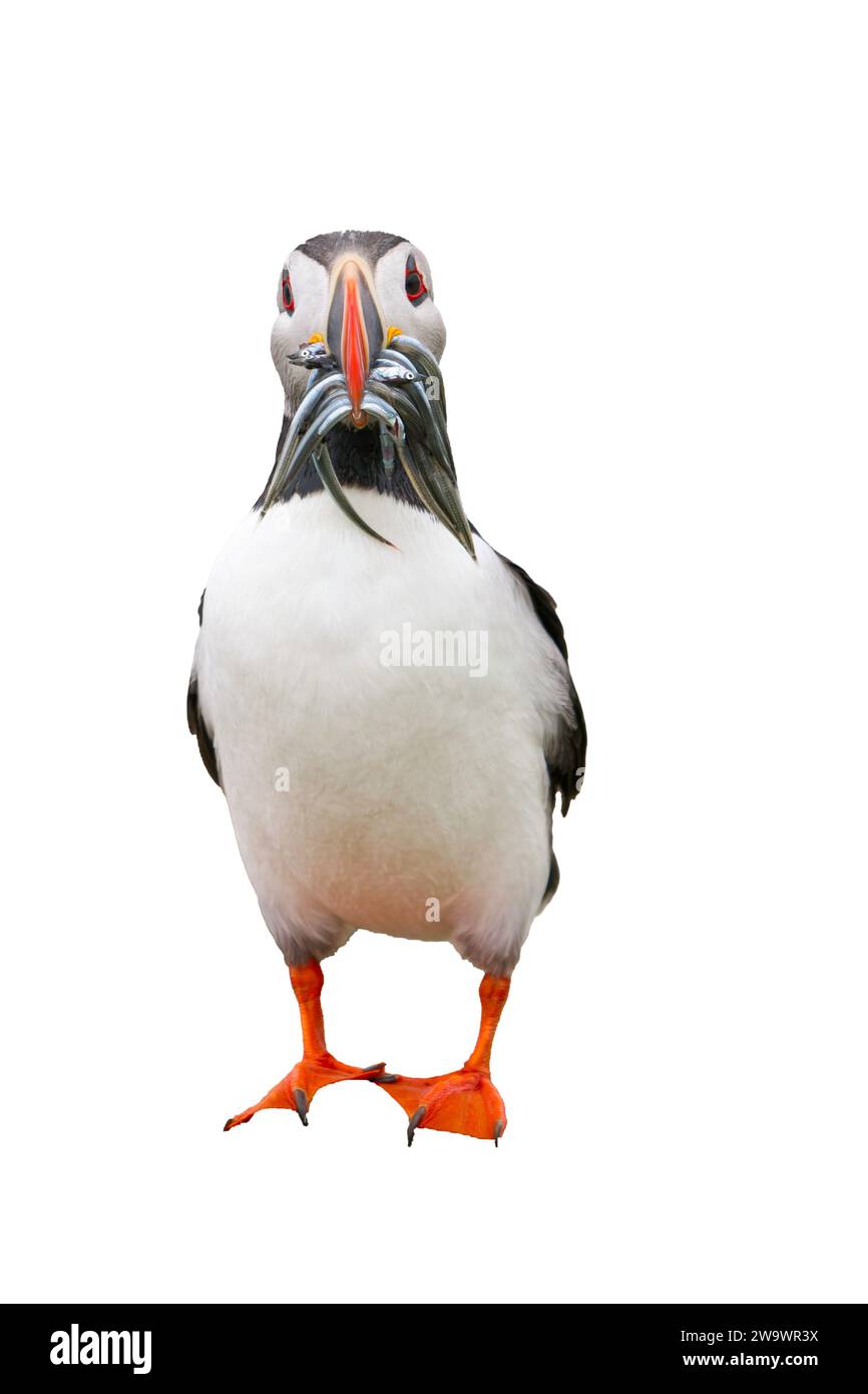 Close up puffin standing Cut Out Stock Images & Pictures - Alamy