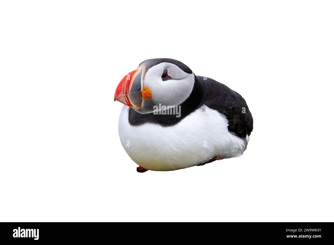 cut out image of Atlantic puffin, Fratercula arctica, Farne Islands ...